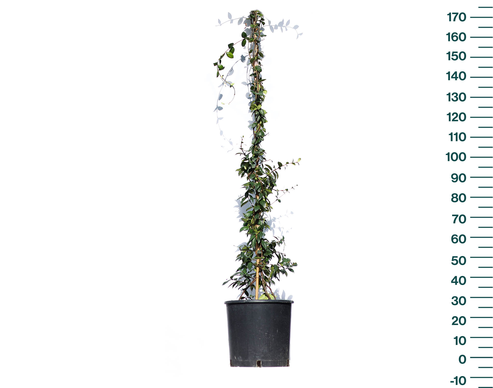 Rhyncospermum jasminoides 18,5lt. - isik bitki uretim
