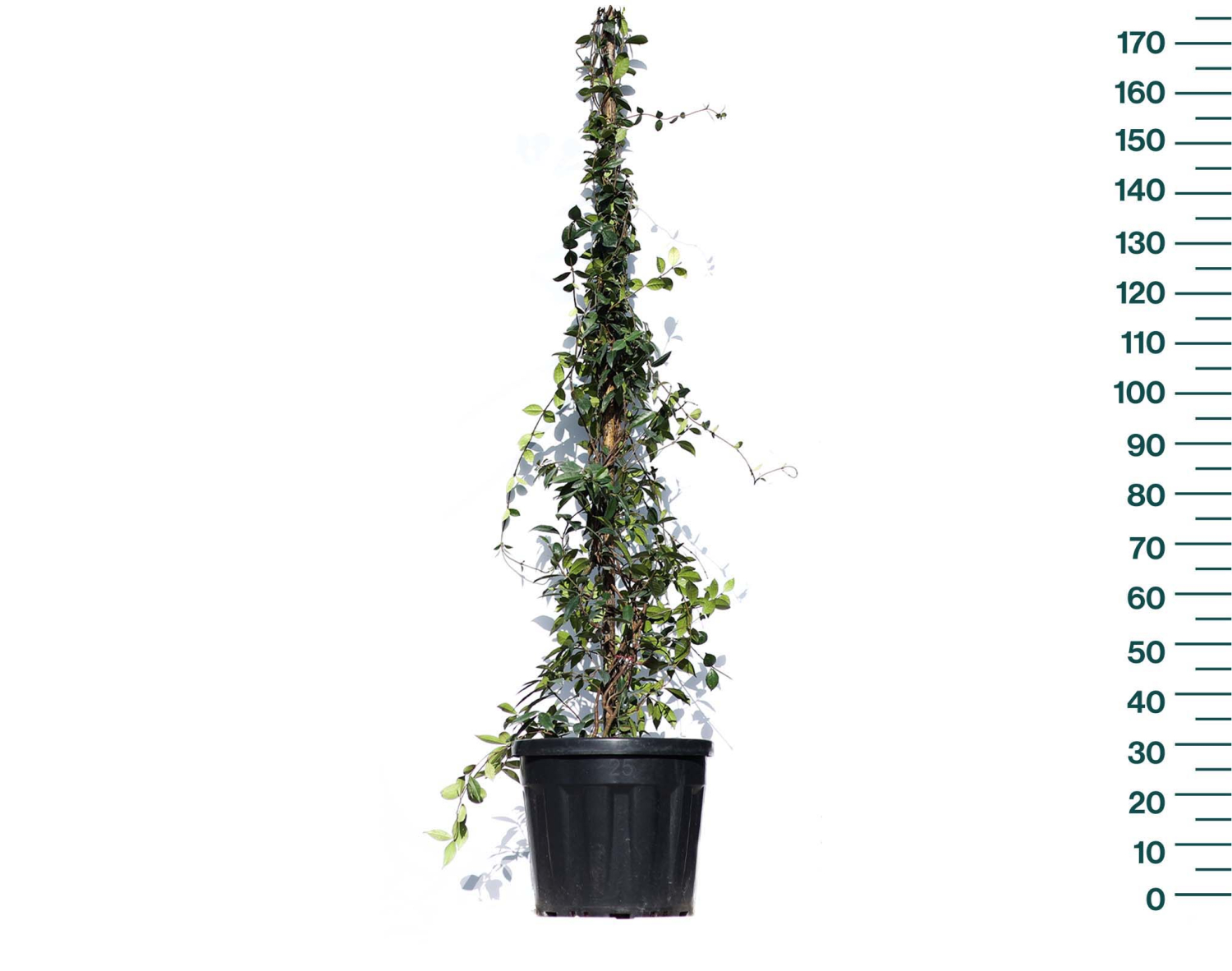 Rhyncospermum jasminoides 25lt. - isik bitki uretim