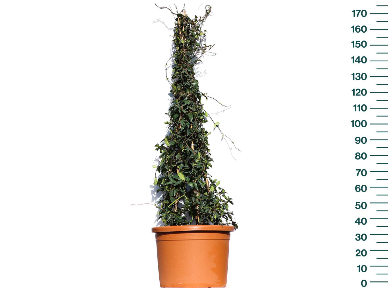Rhyncospermum jasminoides 50lt. - isik bitki uretim