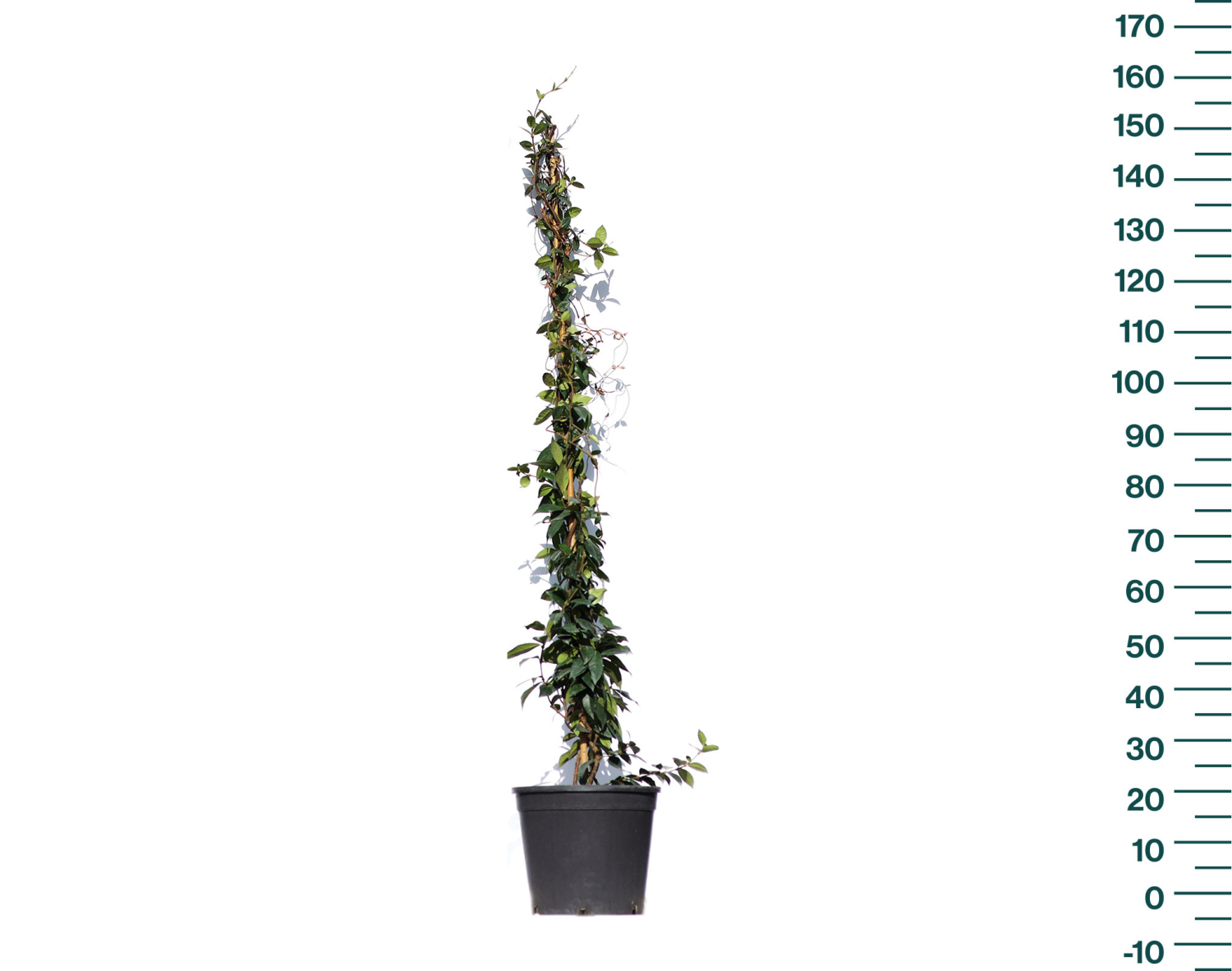Rhyncospermum jasminoides 9lt. - isik bitki uretim